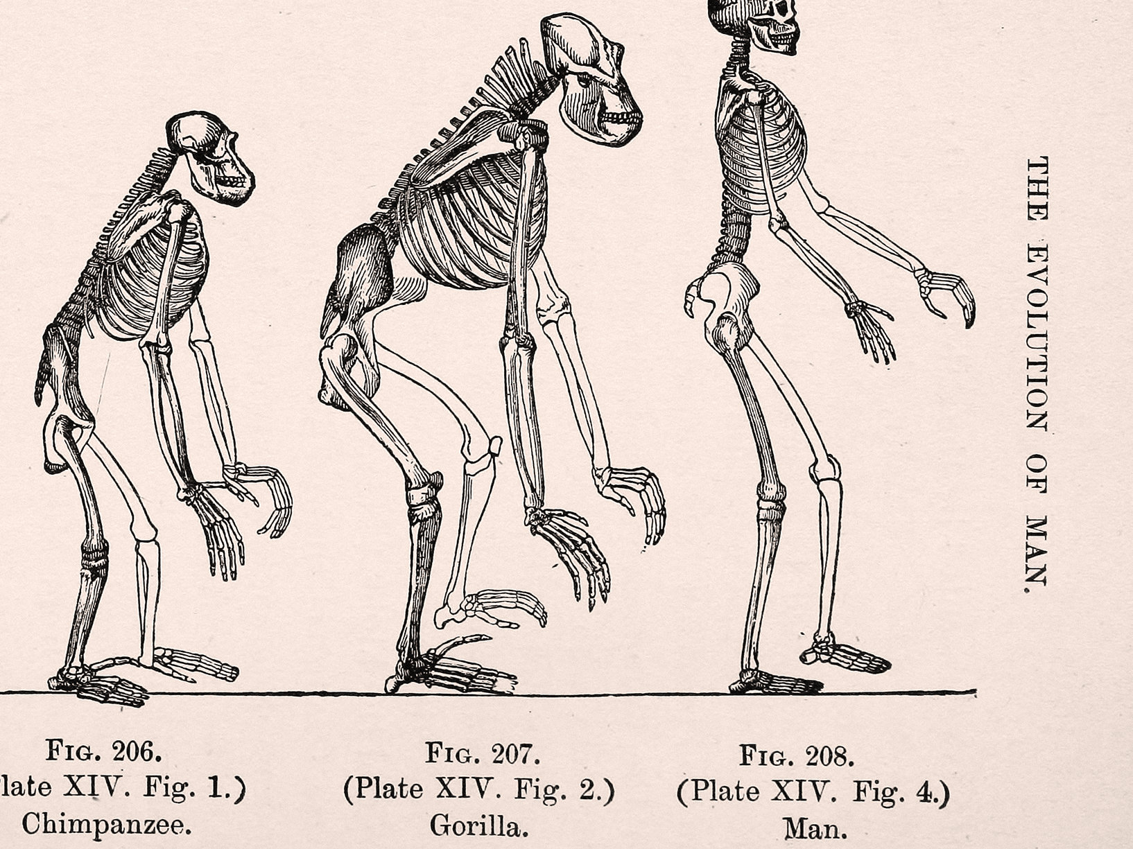 Evolution Of Man With Names