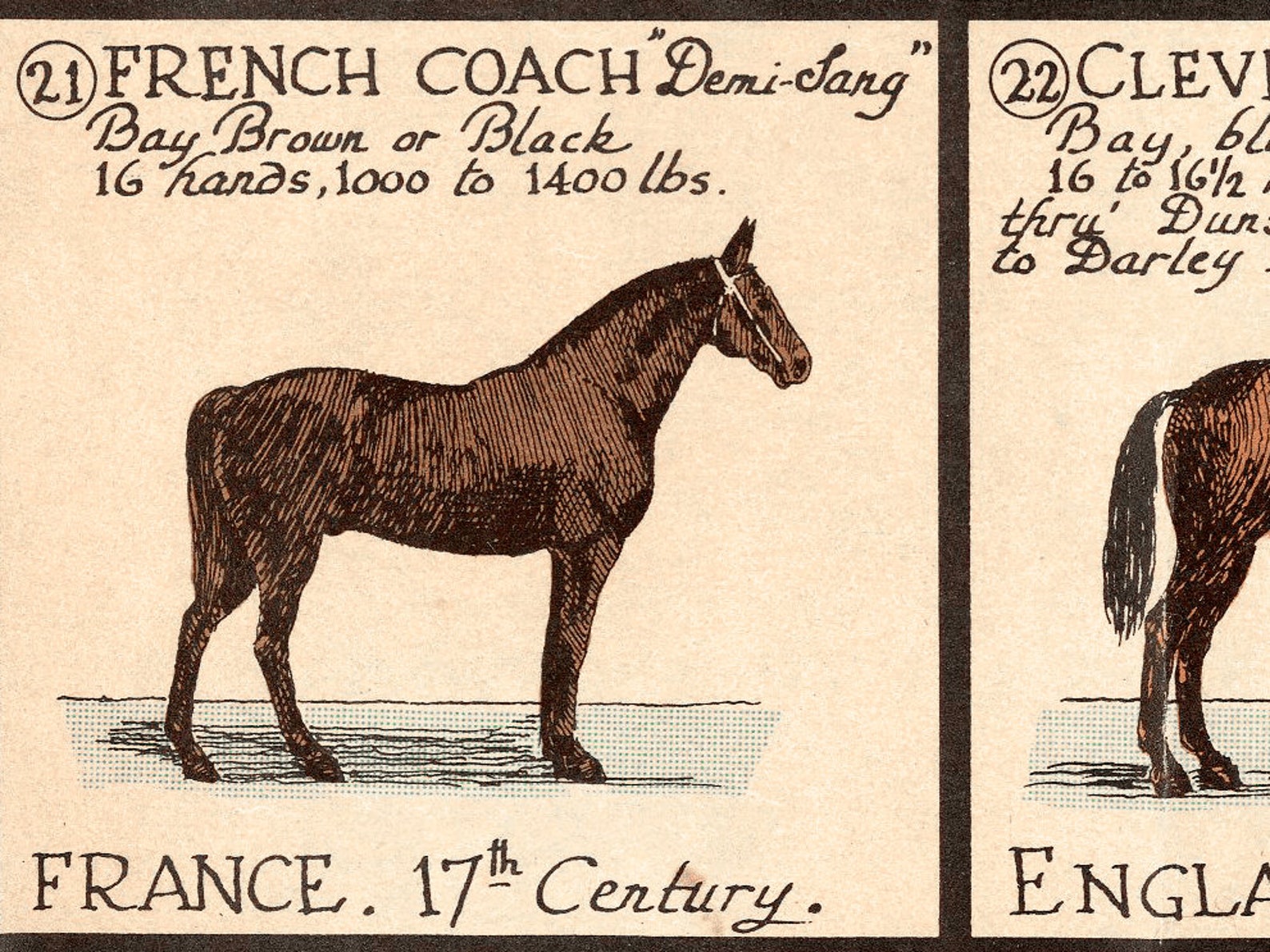 Horse Map of the World Horses Art Print Horses Poster - Etsy