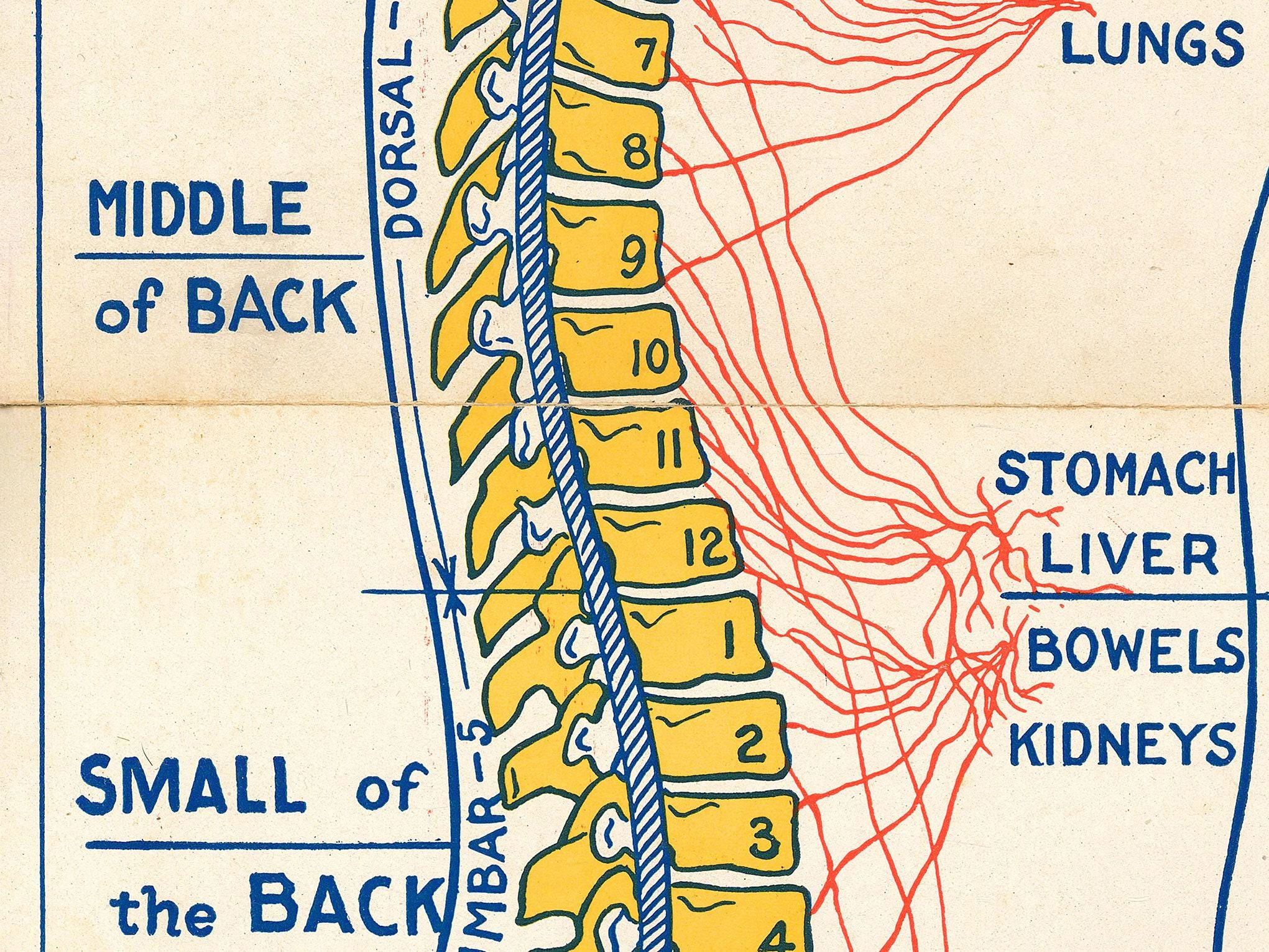 Vintage Vertebrae & Nerves Medical Chart: Anatomy Art Print - Etsy