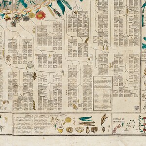 Botanical Wall Art, Botanical Print, Plant Classification, Botanist ...