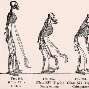 March of Progress, the Evolution of Man, From Ape Ancestors to Homo ...