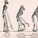 March of Progress, the Evolution of Man, From Ape Ancestors to Homo ...