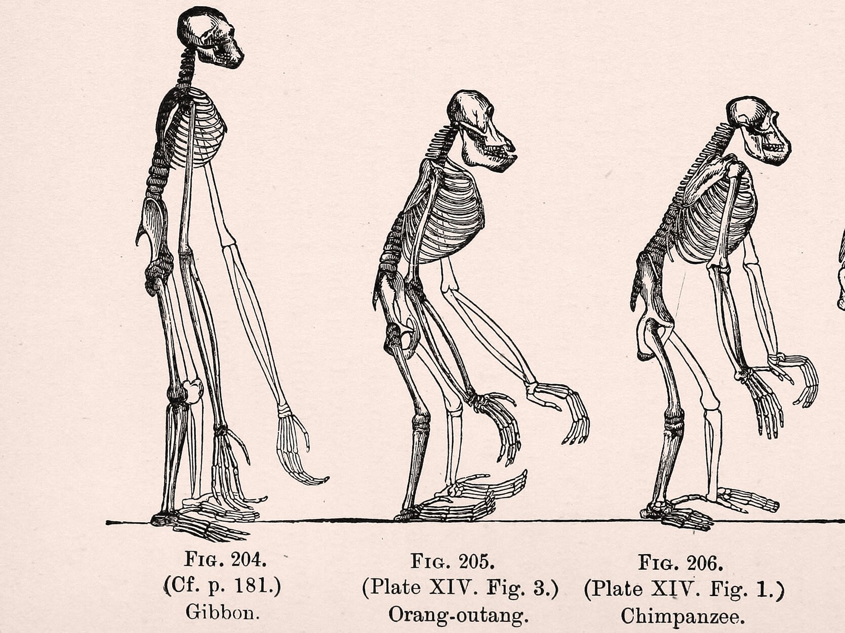 March of Progress the Evolution of Man From Ape Ancestors to - Etsy