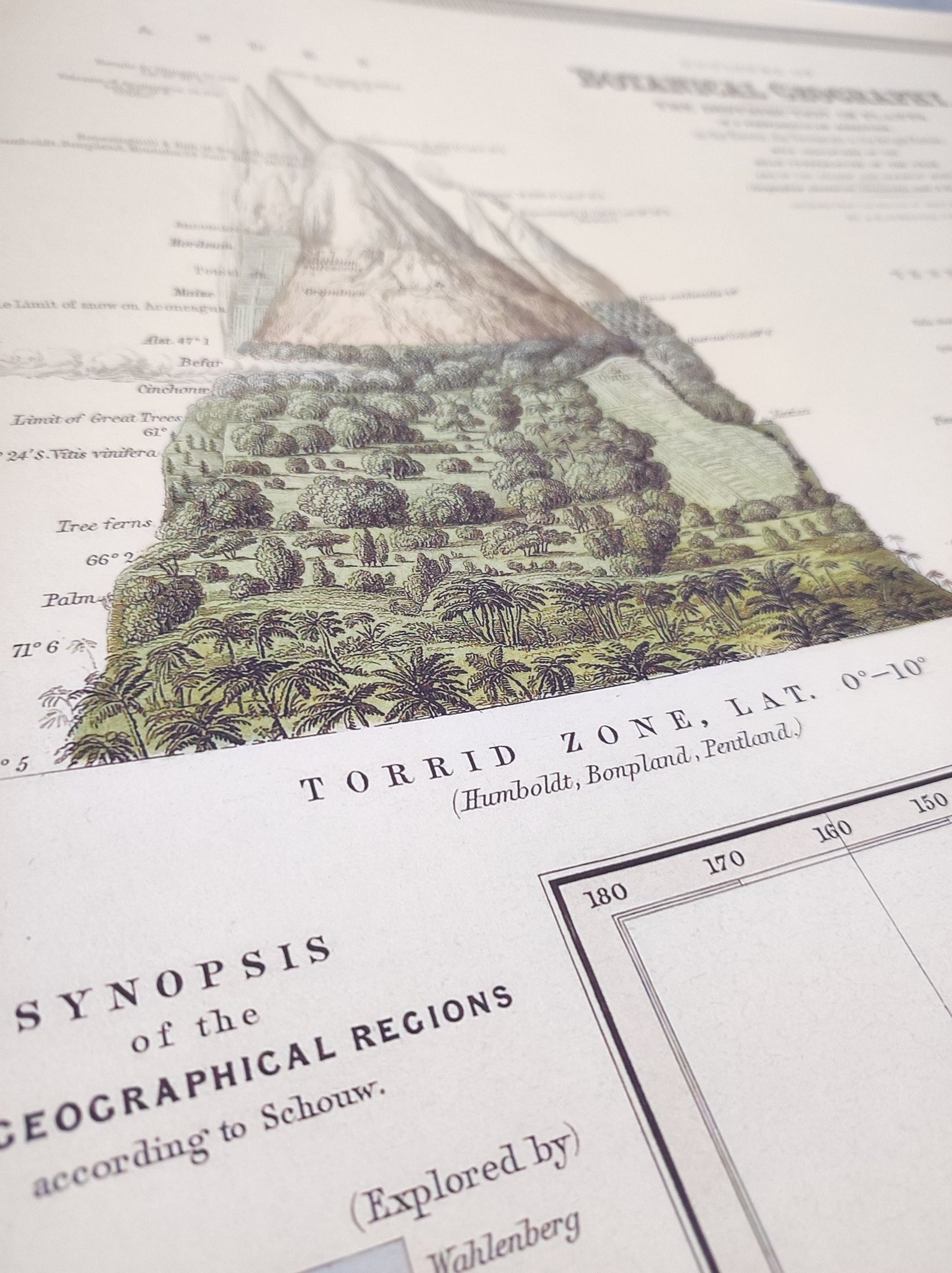 Botanical Geography Botanical Poster Botanical Wall Art - Etsy