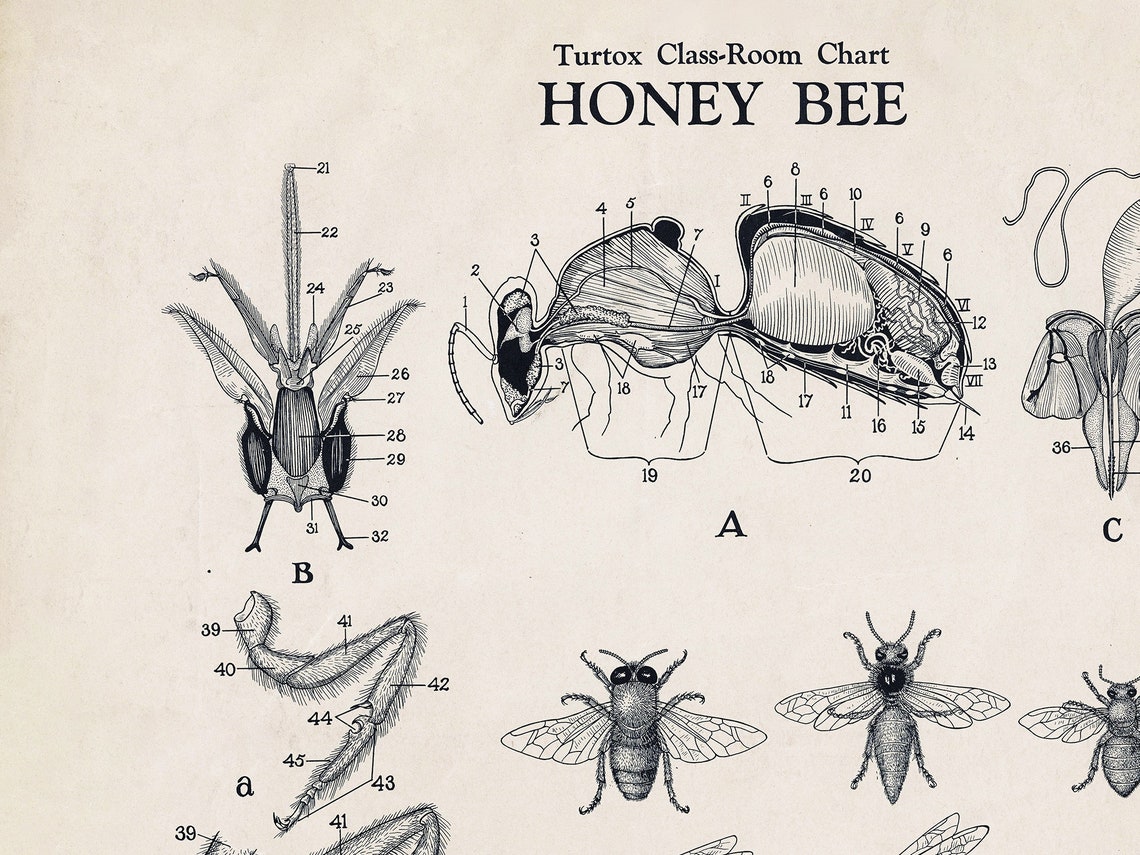 Honey Bee Chart Honey Bee Poster Bee Knowlege Poster Honey - Etsy