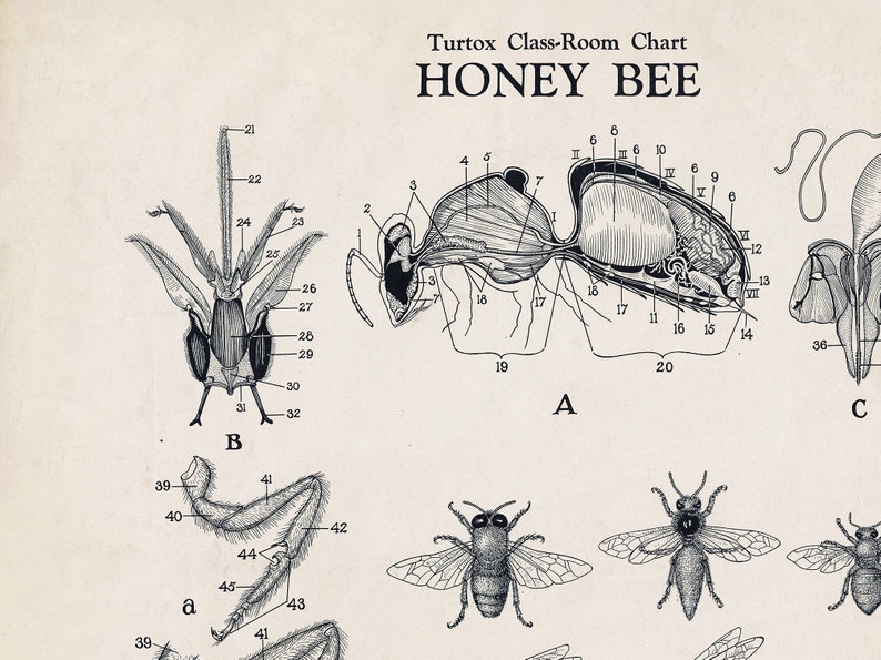 Honey Bee Chart Honey Bee Poster Bee Knowlege Poster Honey - Etsy