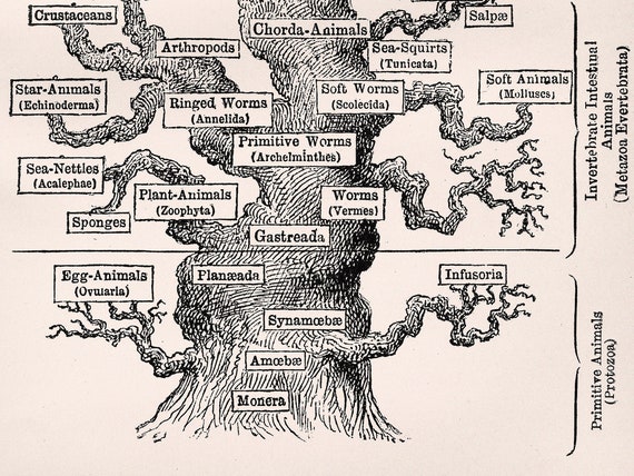 Evolution Of Man Tree