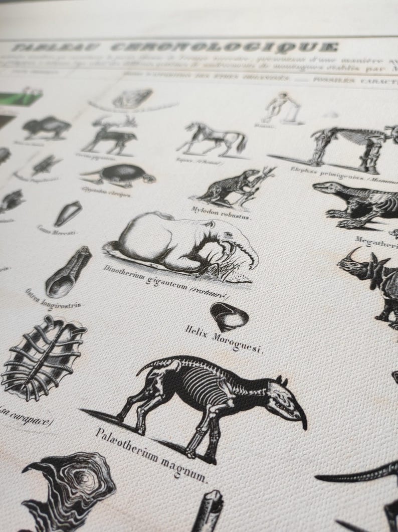 Vintage Geology Chart Print: French Chronological Time Scale - Etsy ...