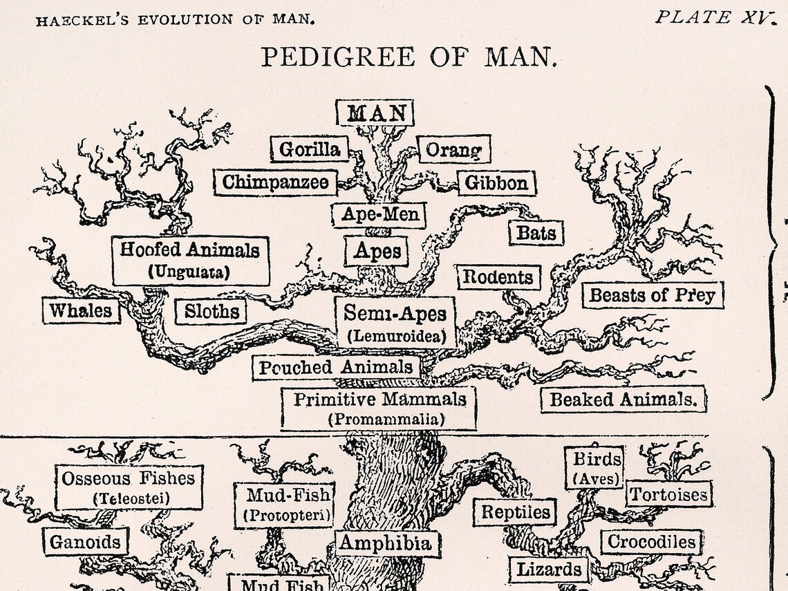 Evolution Poster Tree of Life Human Evolution Darwinism | Etsy