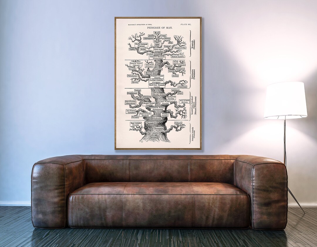 Evolution Poster, Tree of Life, Human Evolution, Darwinism, Theory of ...