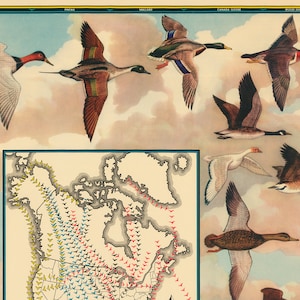 Pictorial Poster Map of North America, Showing the Migratory Patterns ...