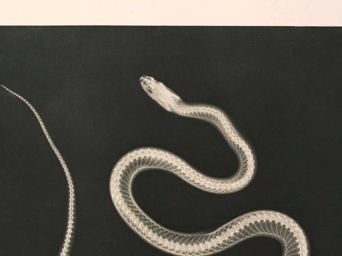 Vintage Snake Photo Snake Wall Art Old Snake Illustration - Etsy