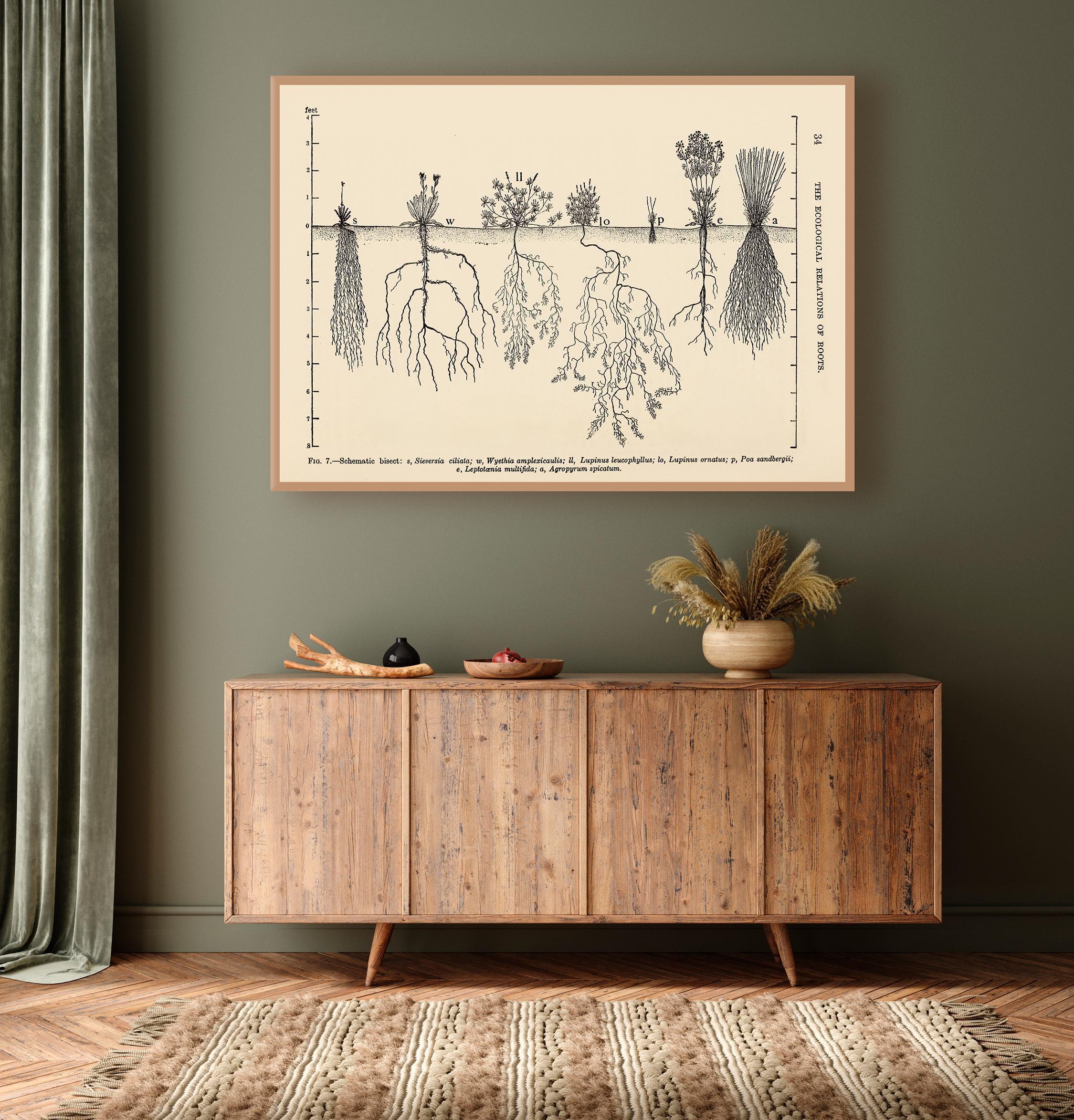 Vintage Botany Decor - Root System Art - Agriculture Gift - Etsy