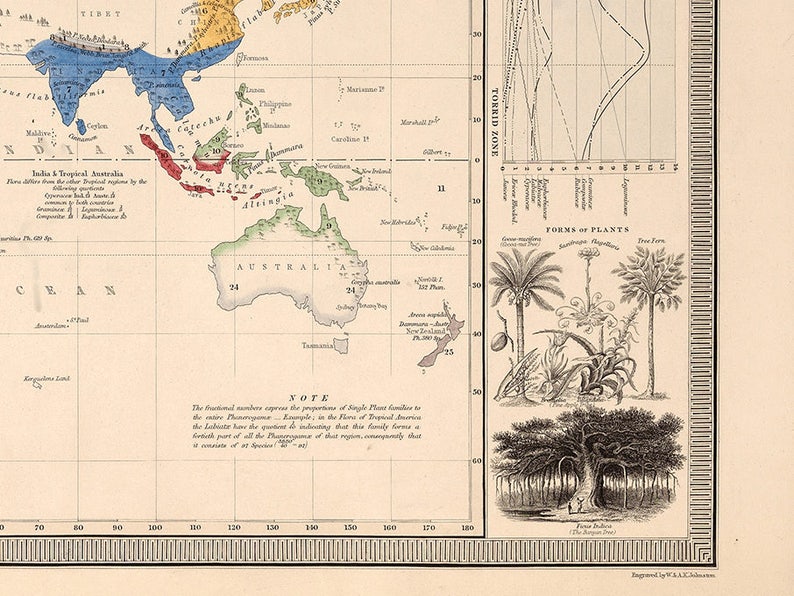 Botanical Geography Botanical Poster Botanical Wall Art | Etsy