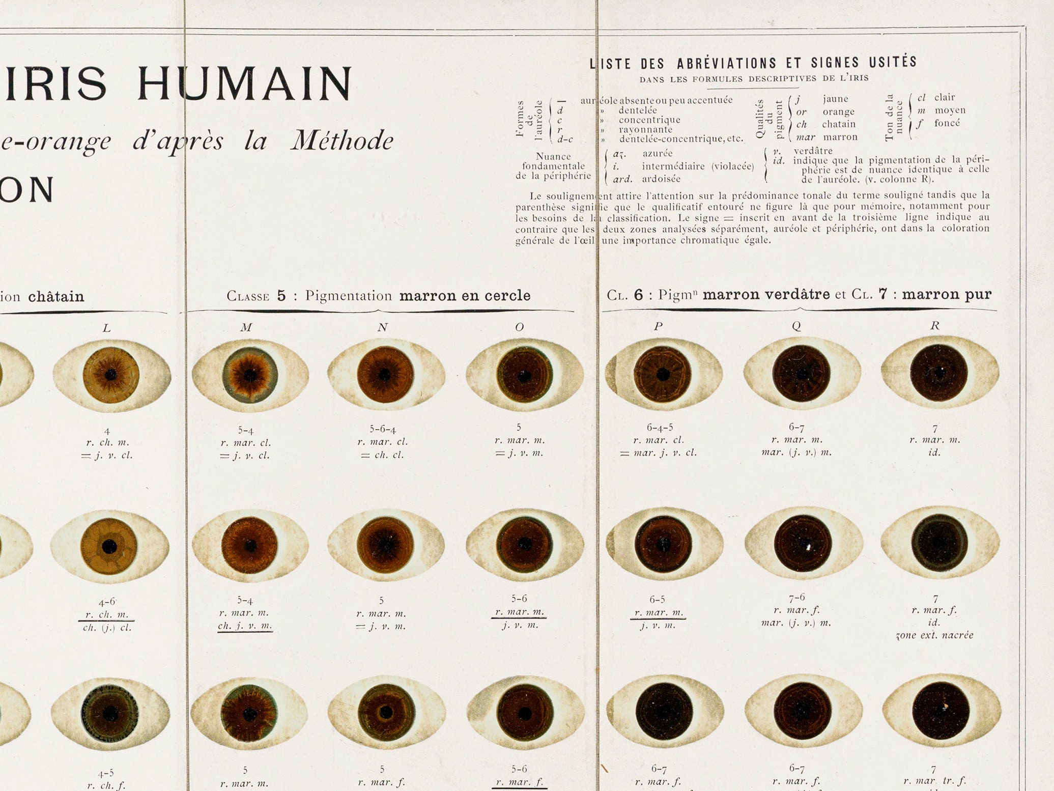 Eye Color Chart Vintage Iris Patterns Human Iris Biology - Etsy