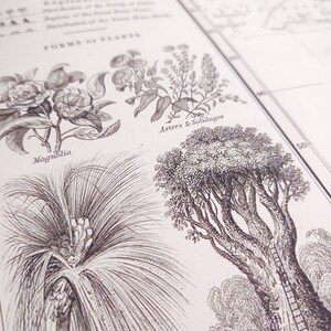 Botanical Geography, Botanical Poster, Botanical Wall Art, Botanical ...