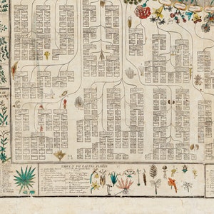 Botanical Wall Art, Botanical Print, Plant Classification, Botanist ...