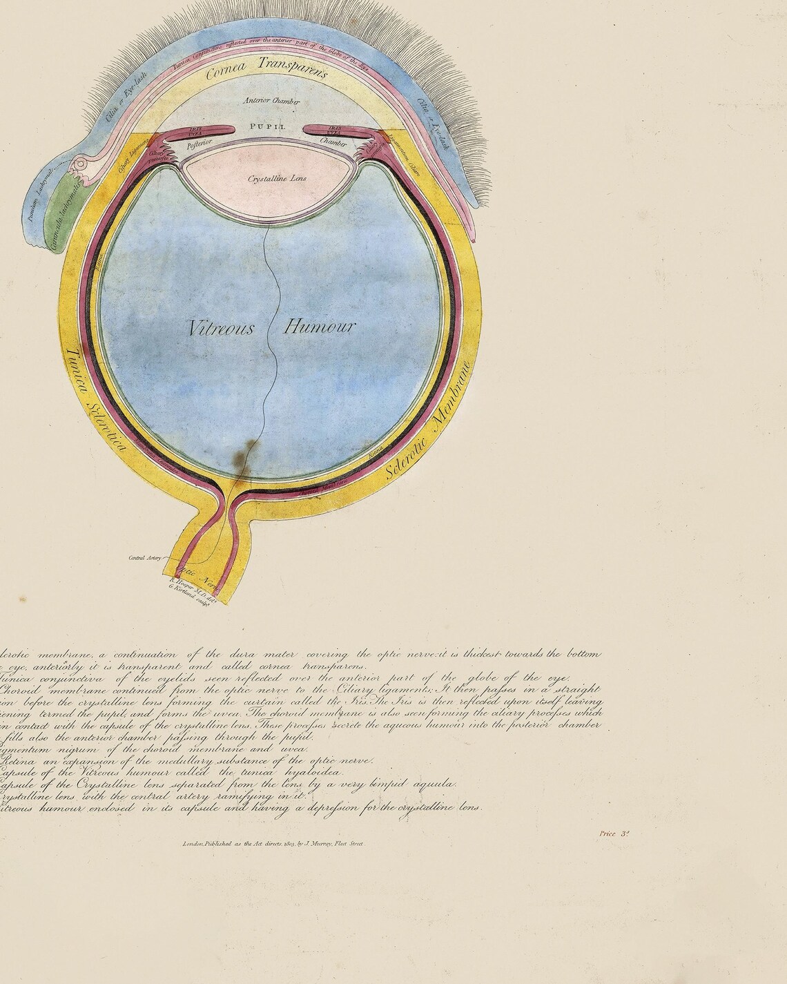 1803 Human Eye Cross-section Medical Poster, Victorian Anatomy Science ...