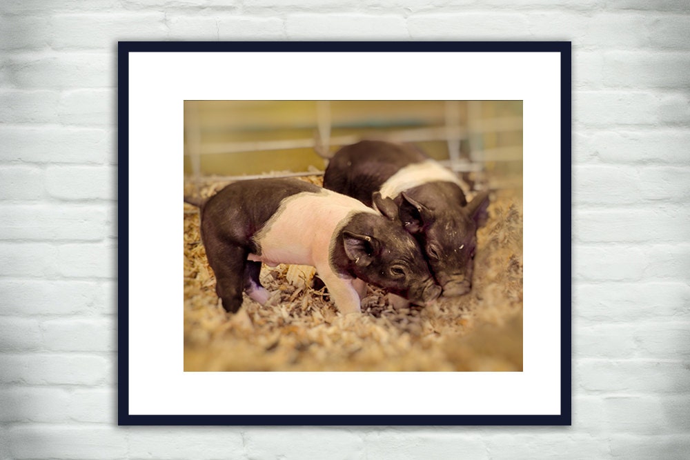 Farm Animal Print - Piglet Pigs 8x10 Prints Nursery Wall Art 11x14 ...