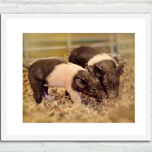 Farm Animal Print - Piglet Pigs 8x10 Prints Nursery Wall Art 11x14 ...