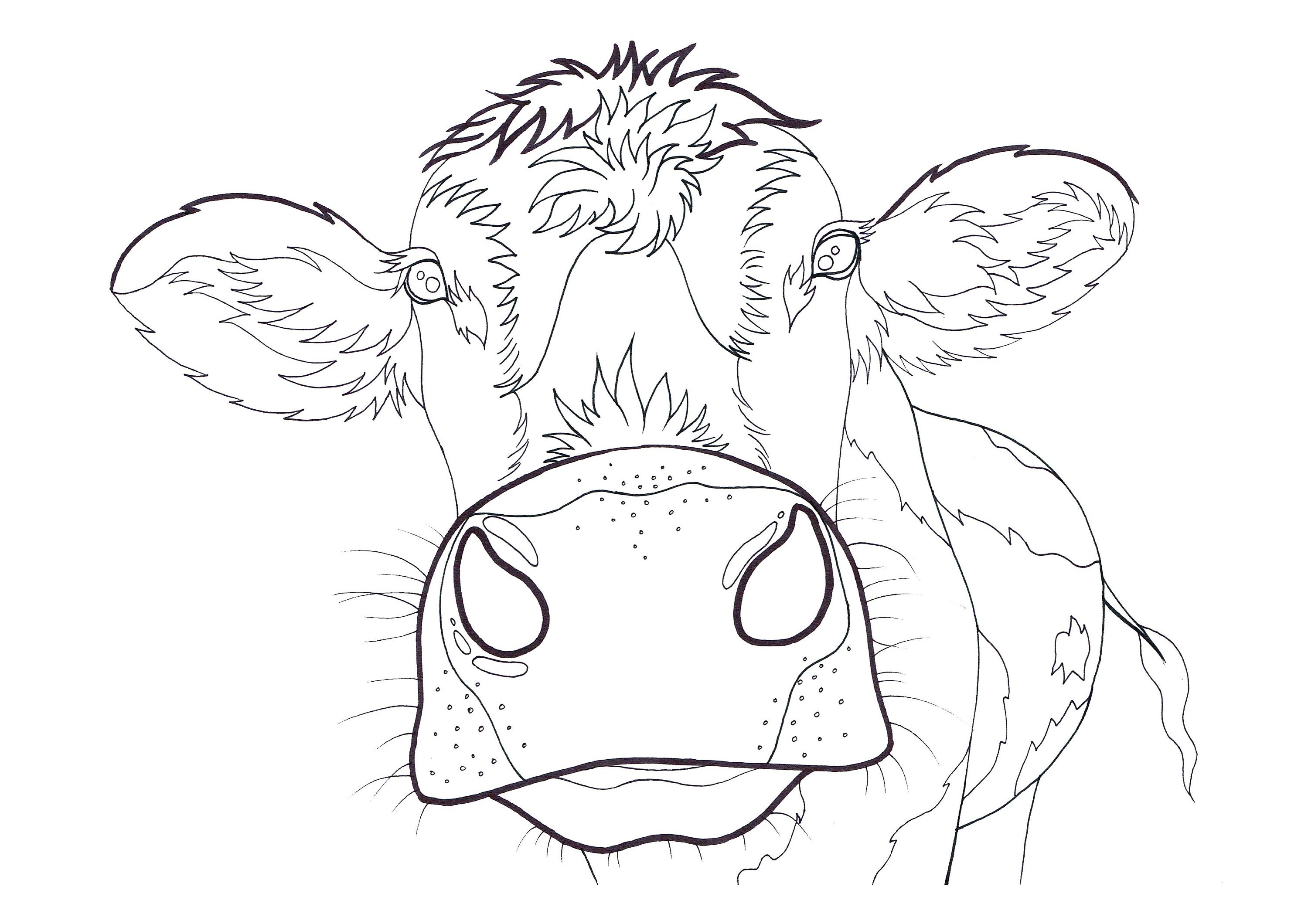Cow Face Coloring Pages