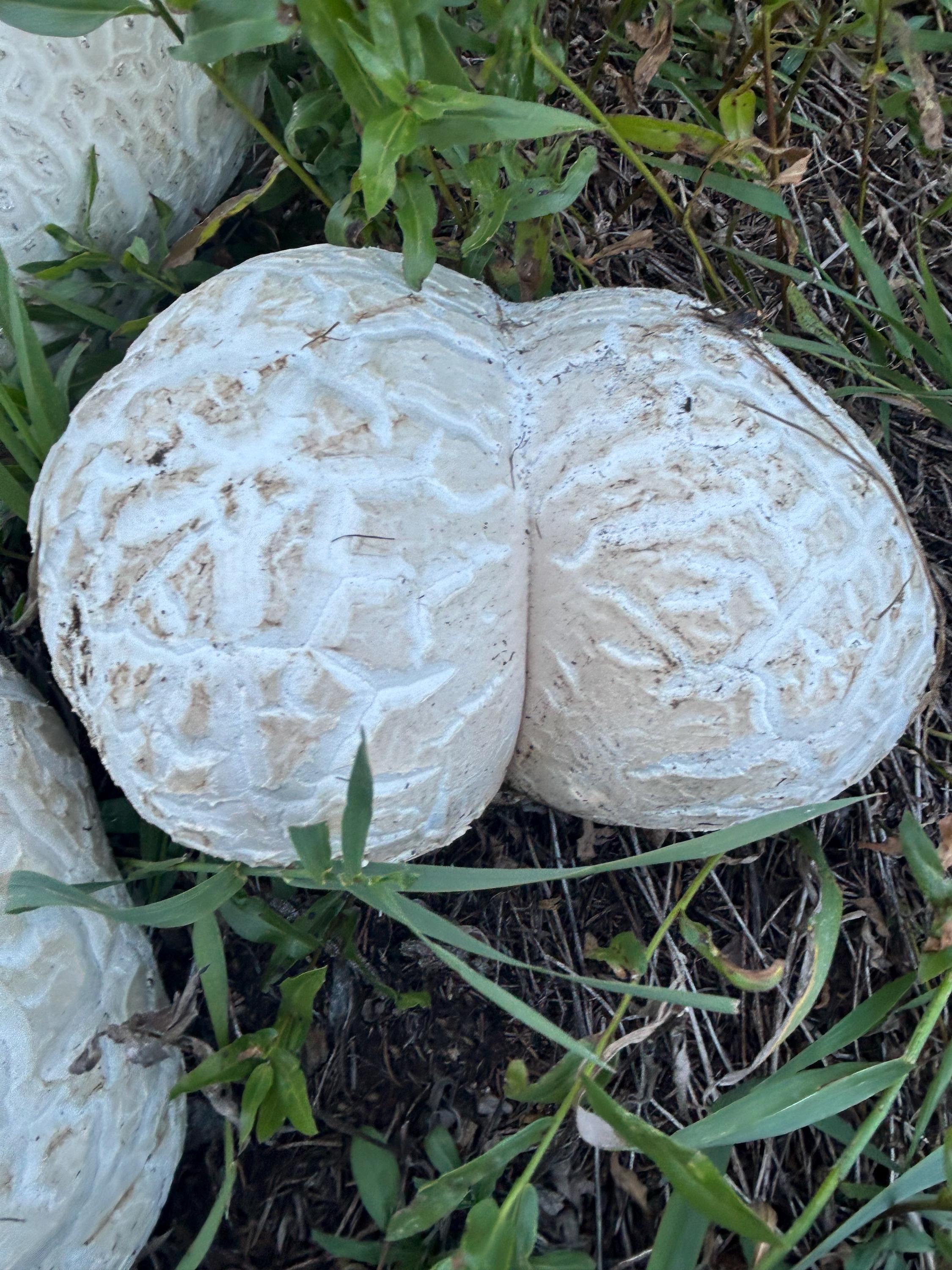 Puffballs Dried Giant Western Puffball 2024 Colorado Wild Harvested ...