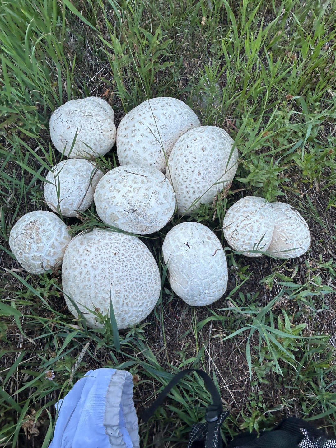 Puffballs- Dried Giant Western Puffball- 2024 Colorado Wild Harvested ...