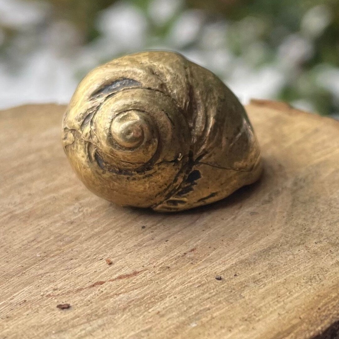 Small Moon Snail Shell Statue Beach Shell Decoration Ocean - Etsy UK