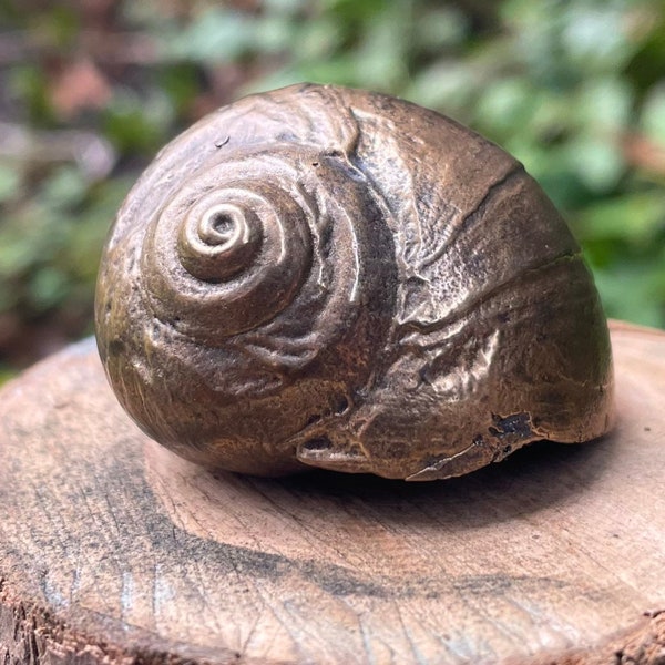 Moon Snail Shell - Etsy
