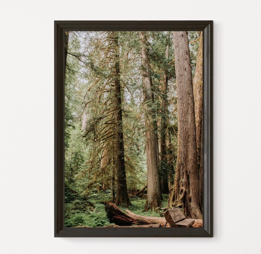 Redwoods in Oregon | Hoyt Arboretum | Landscape Print | Portland ...