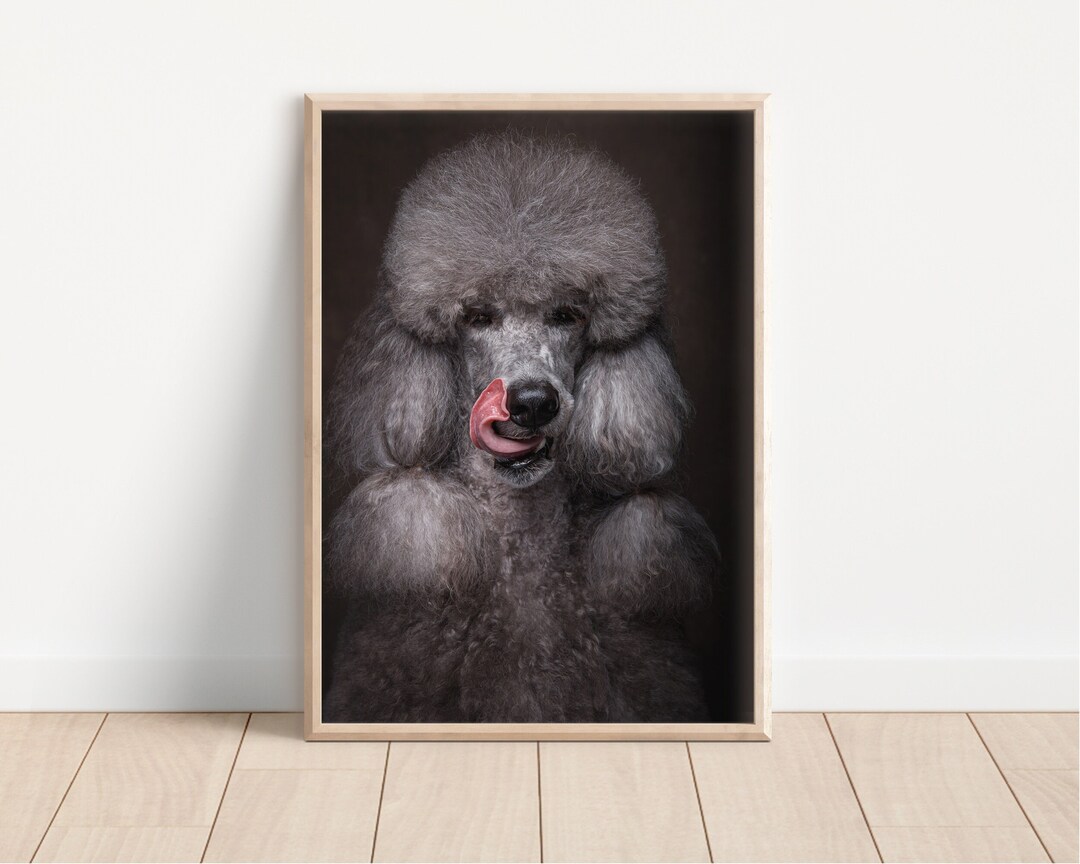 Standard Poodle Dog Print - Fine Art Dog Photography Print - Dog Wall ...