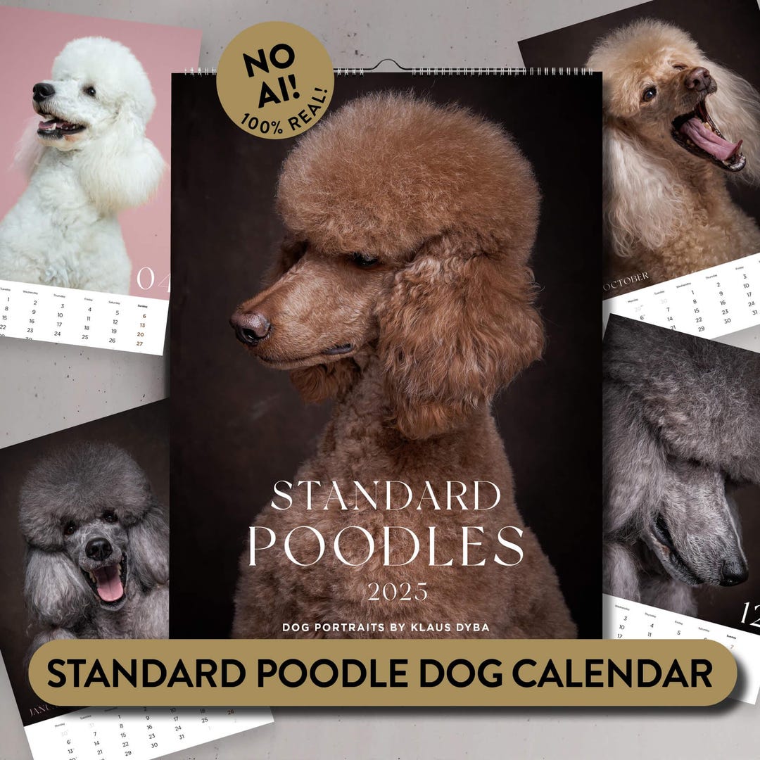 Standard Poodle Calendar 2025, Poodle Lover Gifts, Poodle Art, Poodle ...