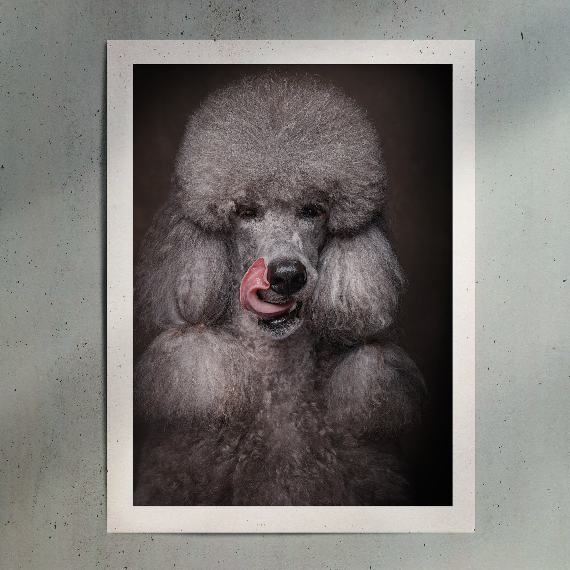 Standard Poodle Dog Print Fine Art Dog Photography Print Dog Wall Art ...
