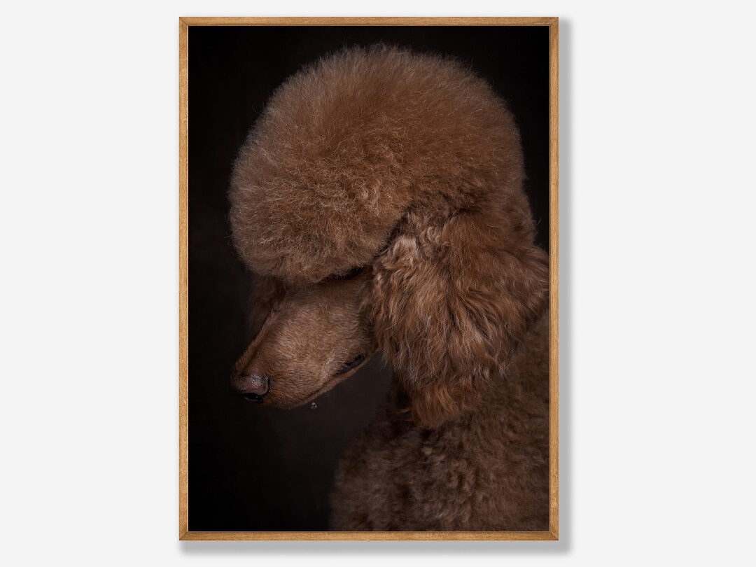 Standard Poodle Dog Print - Fine Art Dog Photography - Dog Wall Art ...
