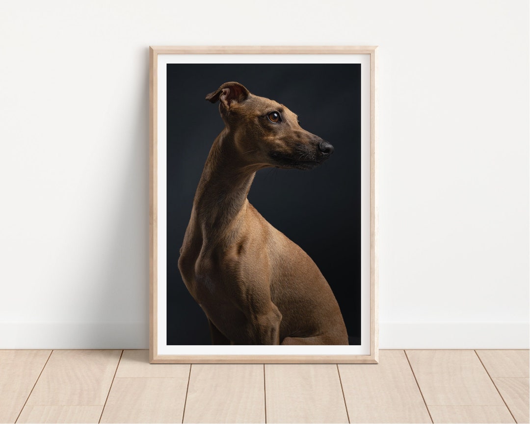 Whippet Greyhound Dog Print - Fine Art Dog Photography Print - Dog Wall ...