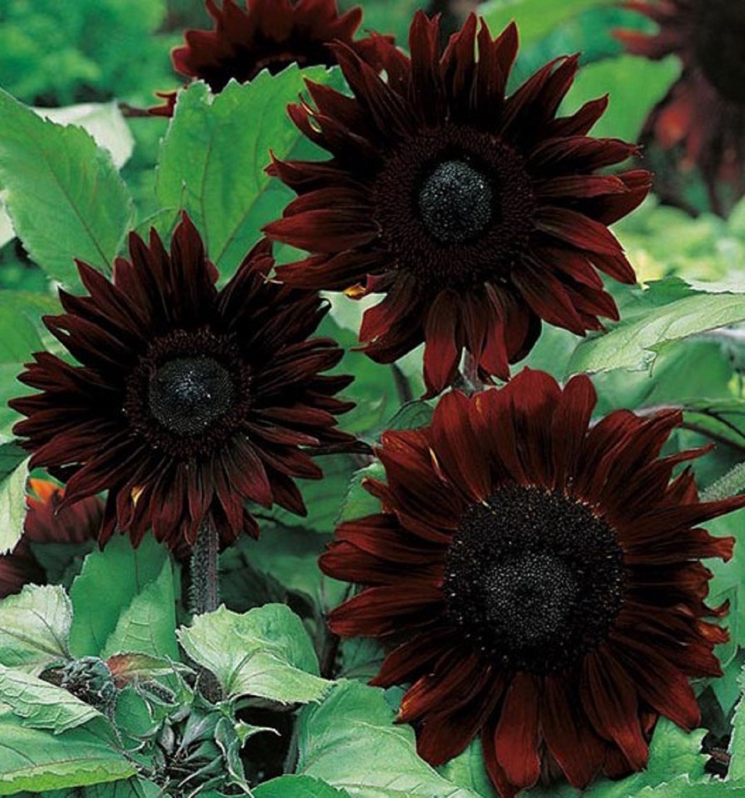 Black Magic Sunflower Seeds - Etsy UK