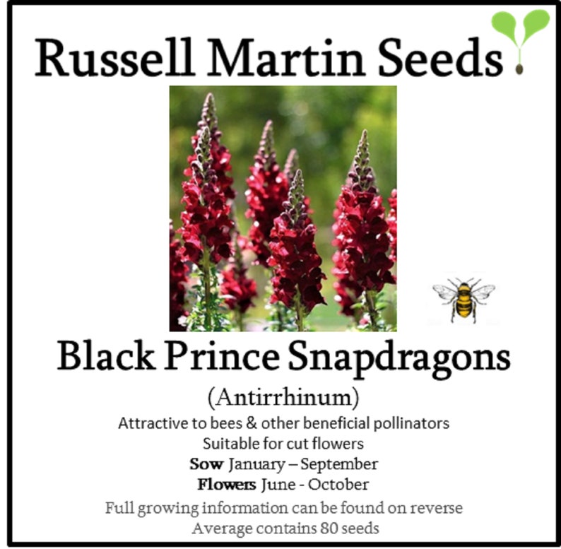 Black Prince Snap Dragon Seeds - Etsy UK