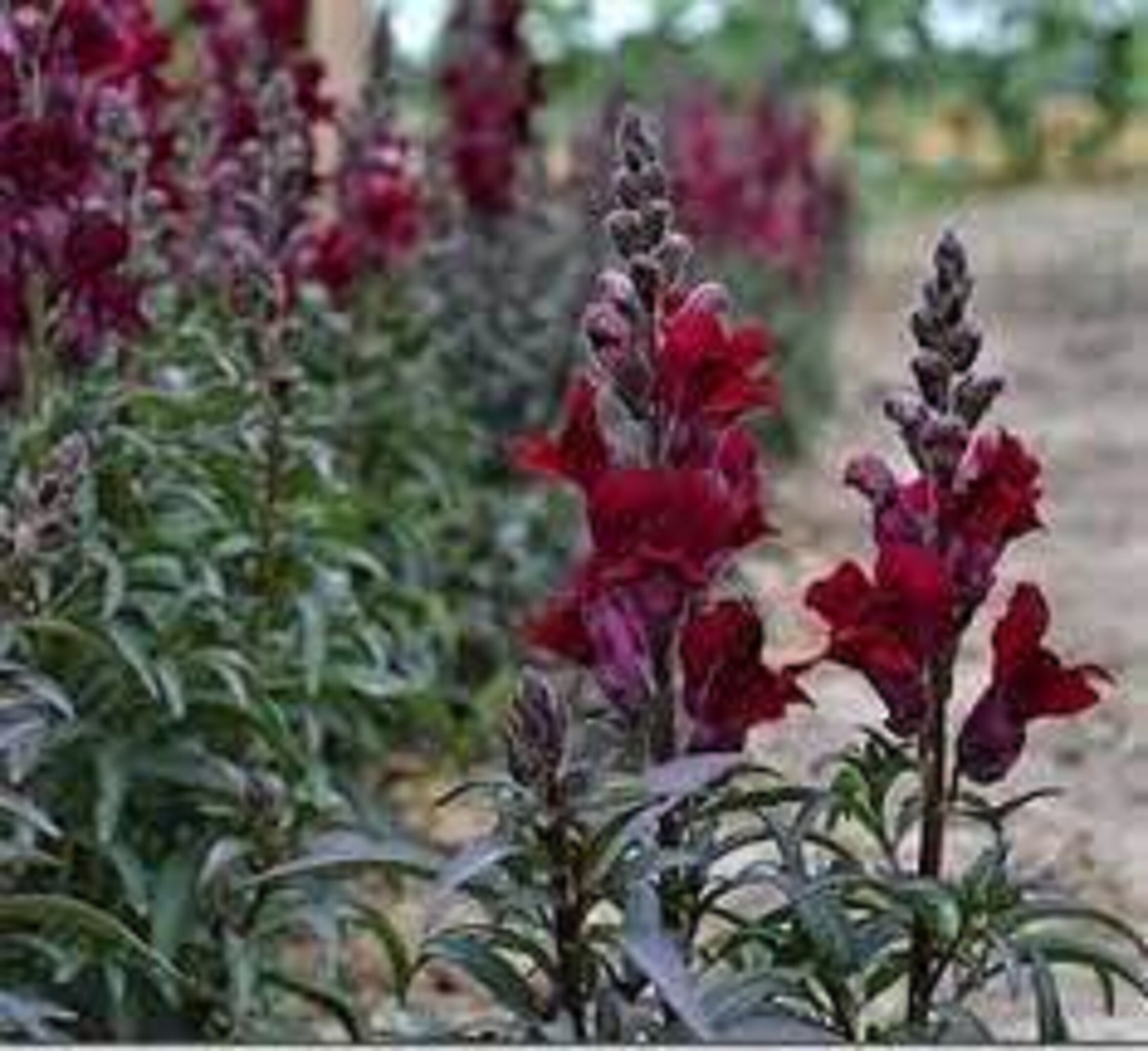 Black Prince Snap Dragon Seeds - Etsy UK