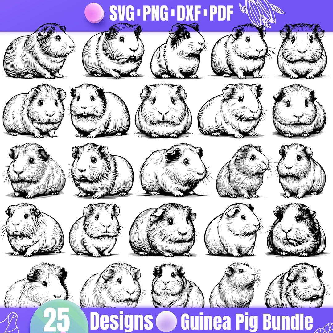 High Quality Guinea Pig SVG Bundle, Guinea Pig Dxf, Guinea Pig Png ...