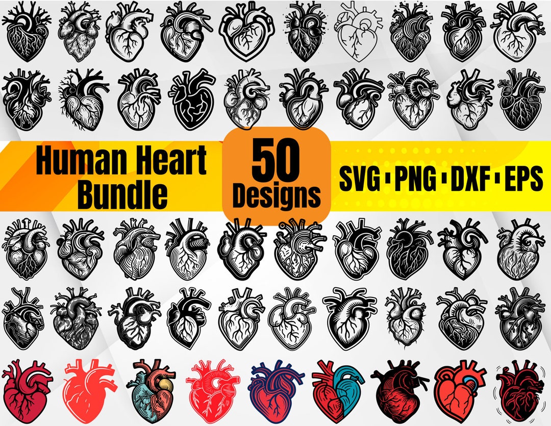 Human Heart SVG Bundle - 50 Anatomical Heart Designs for Cricut ...