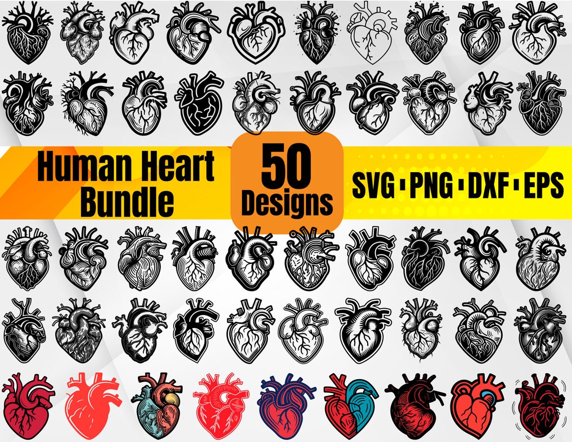 High Quality Anatomical Heart SVG Bundle Heart Anatomy Svg - Etsy