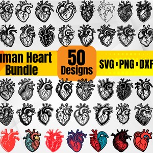 High Quality Anatomical Heart SVG Bundle Heart Anatomy Svg - Etsy
