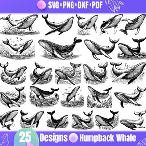 High Quality Humpback Whale SVG Bundle, Humpback Whale Dxf, Humpback ...