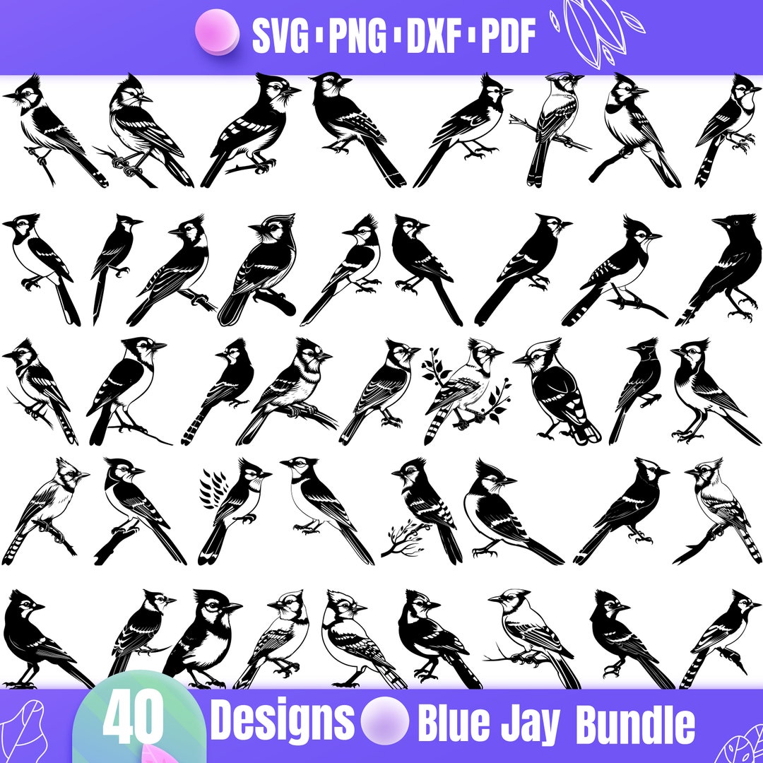 High Quality Blue Jay SVG Bundle, Blue Jay Dxf, Blue Jay Png, Blue Jay ...