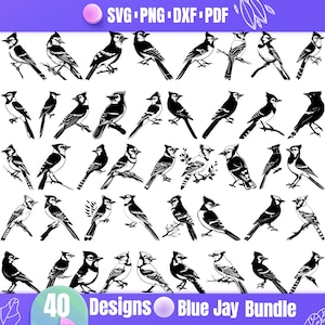 High Quality Blue Jay SVG Bundle, Blue Jay Dxf, Blue Jay Png, Blue Jay ...