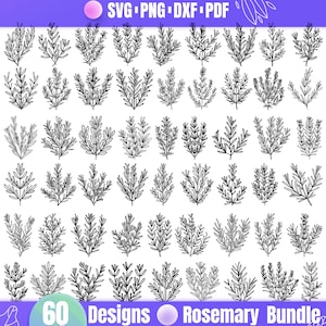 Rosemary SVG Bundle for Cricut and Sublimation, Herb Botanical Clipart ...