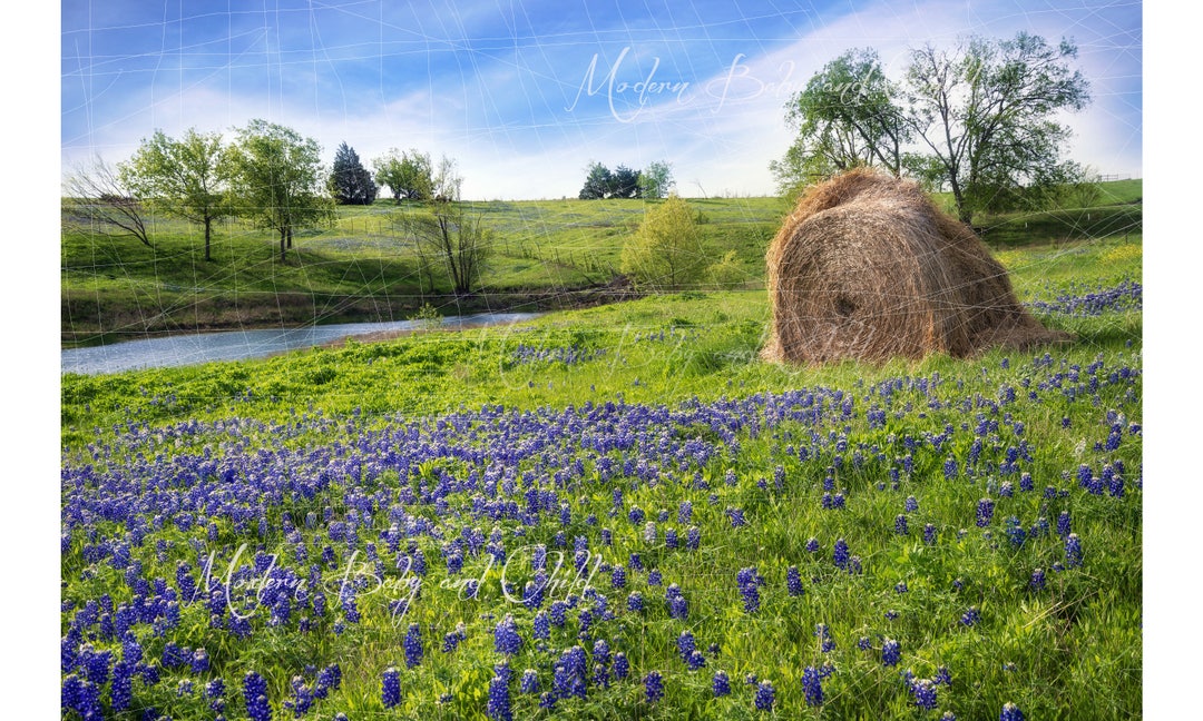Farm Backdrop Digital Backdrop Spring Blue Bonnets Sitter Family ...