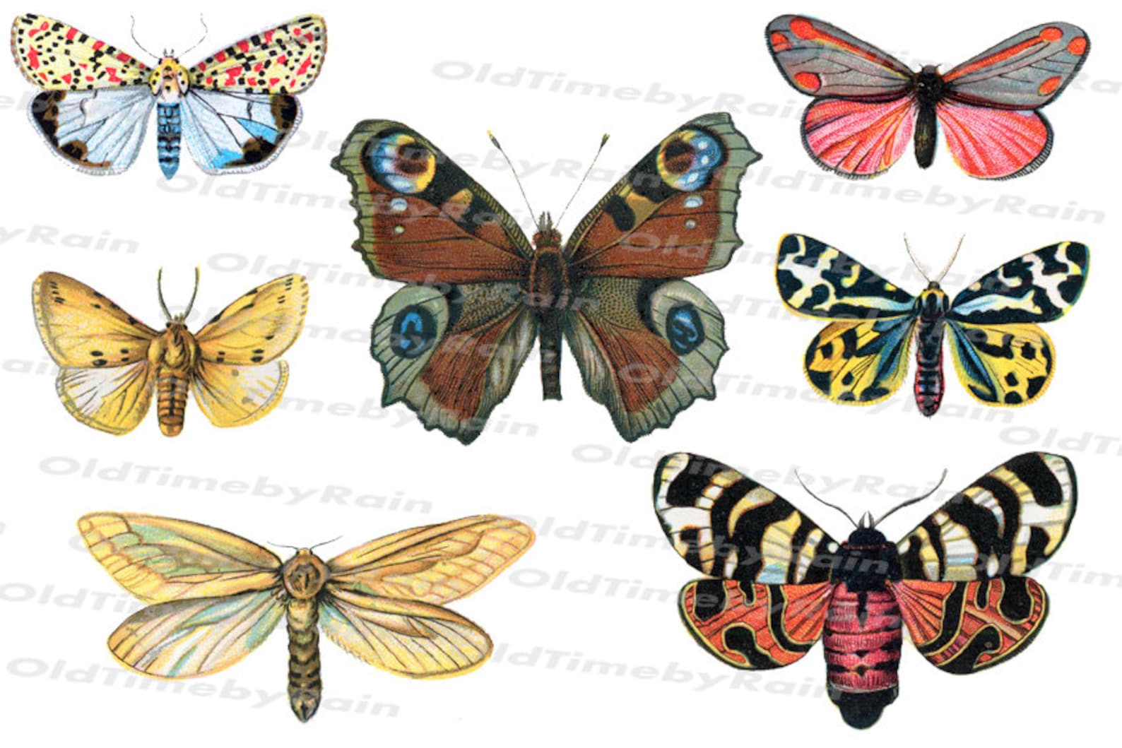Collection of Beautiful Butterflies in PNG Format/victorian Butterflies ...