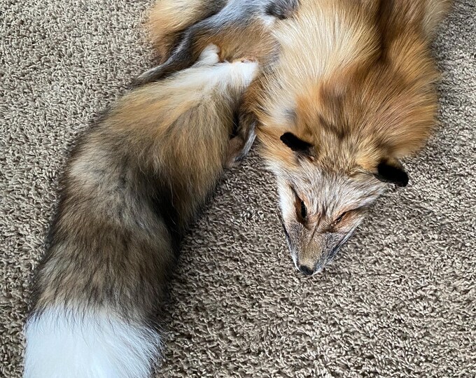 JUMBO TAIL Ranch Red Fox Pelt Select Tanned Fur Farmed Great Leather ...