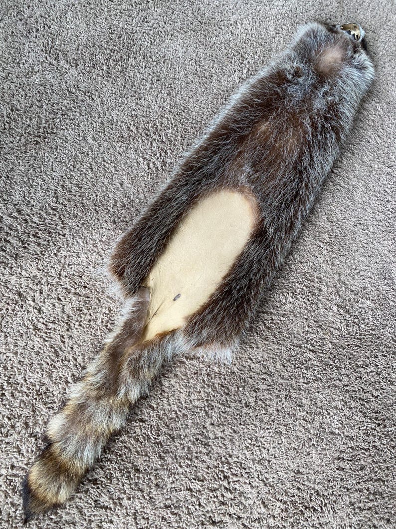 SUPER JUMBO Raccoon Coon Pelt Fur Fresh Tanned Thick Heavy Pelt Wall ...